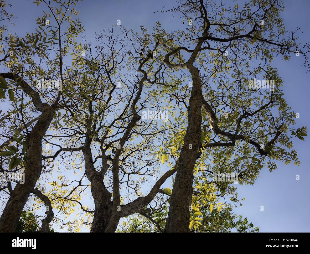 Tree trunks silhouette hi-res stock photography and images - Alamy
