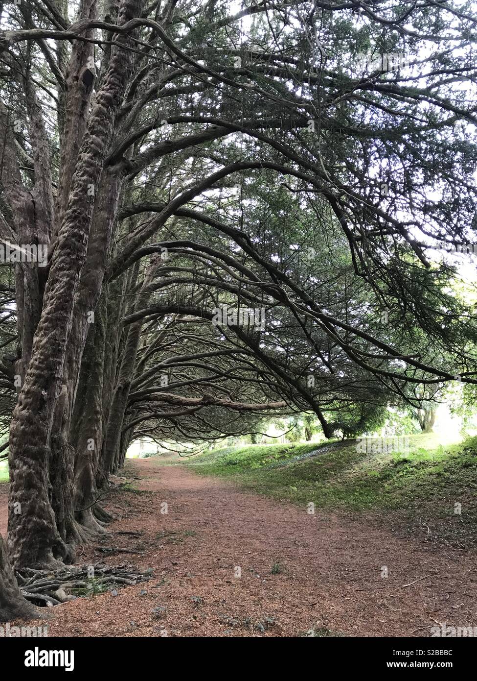 Waving branches hi-res stock photography and images - Alamy