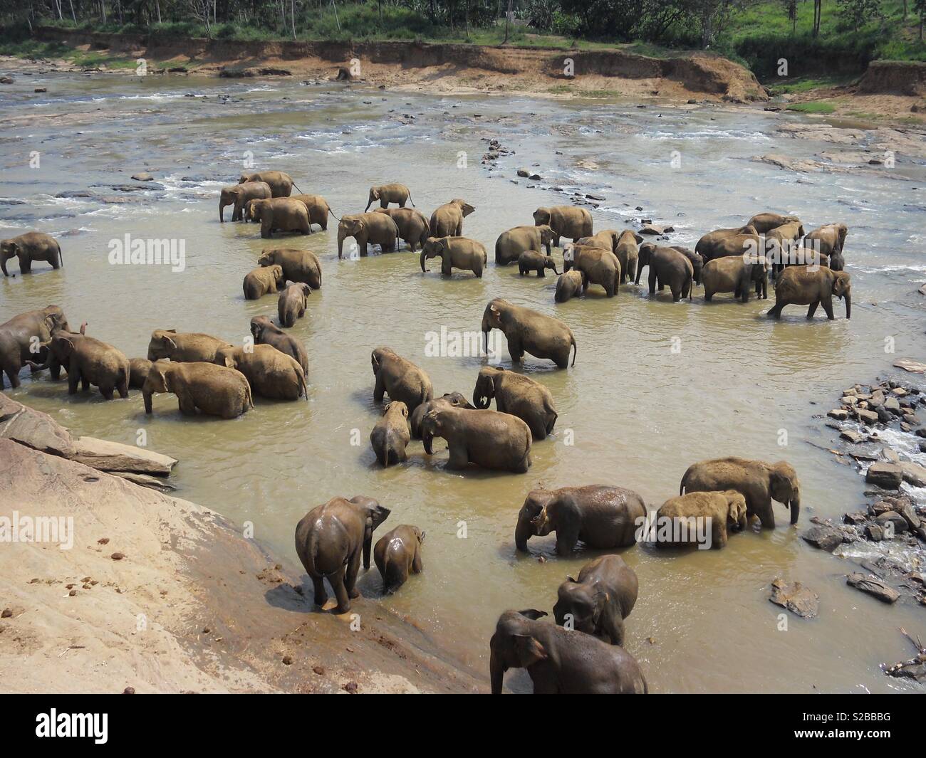 Sri Lanka - Elephants Stock Photo - Alamy