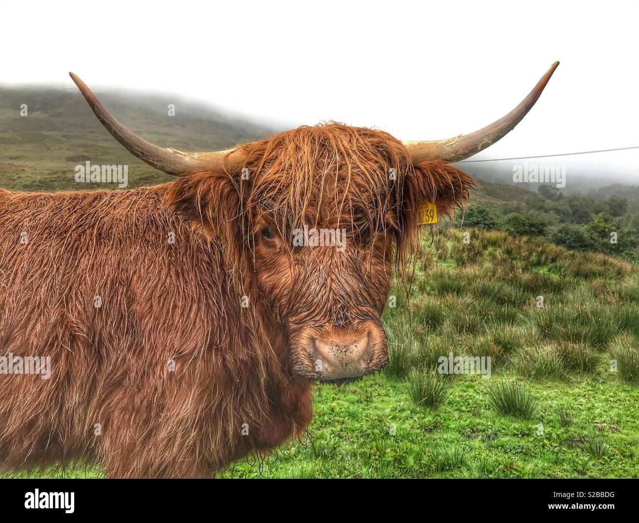 Highland cow, Scotland Stock Photo - Alamy