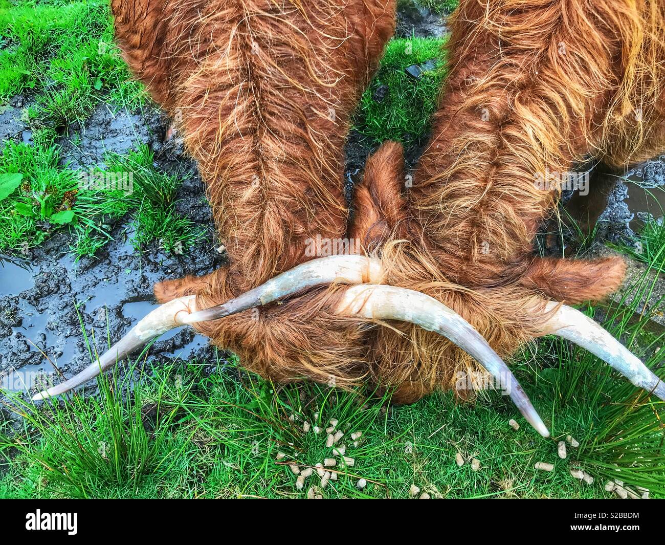 Two Highland cows, heads down Stock Photo - Alamy