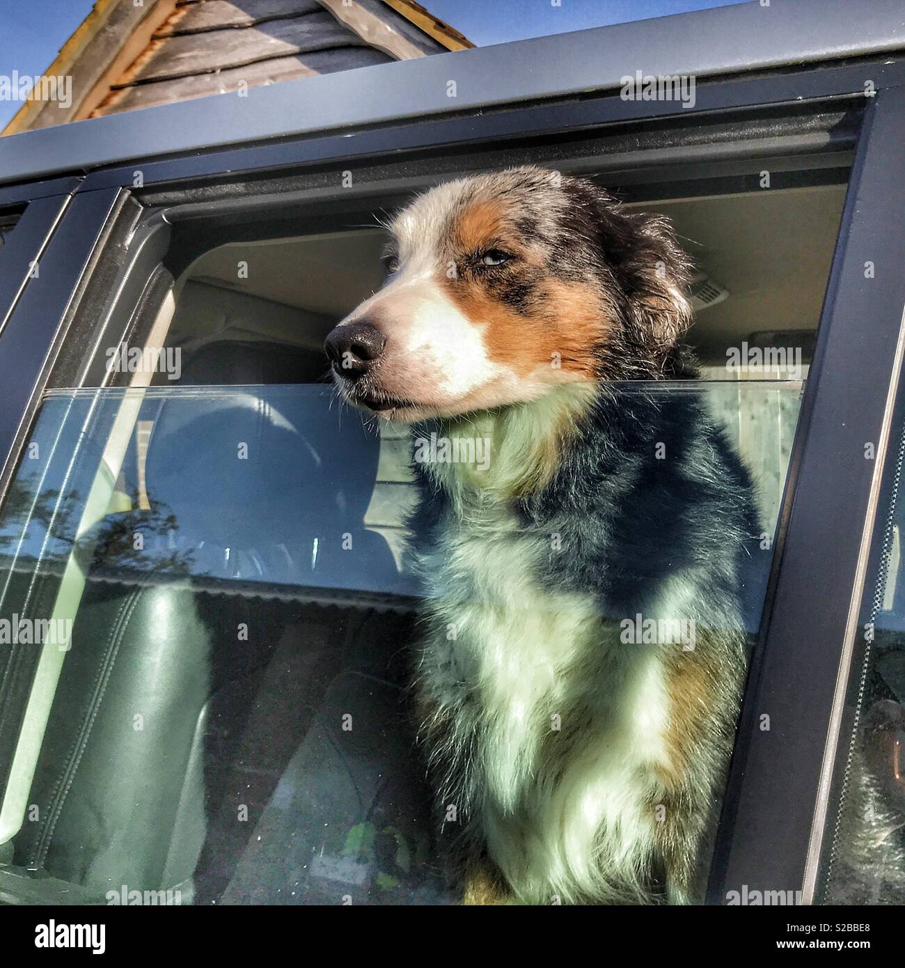 Dog looking out of car window Stock Photo - Alamy