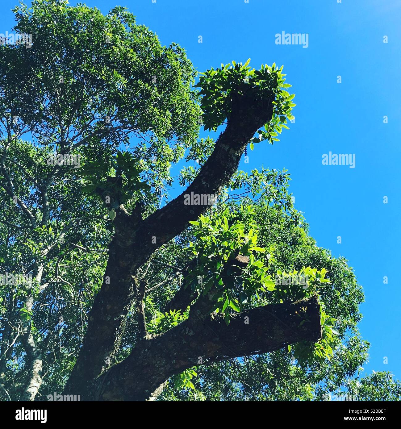 Magic nature hi-res stock photography and images - Alamy