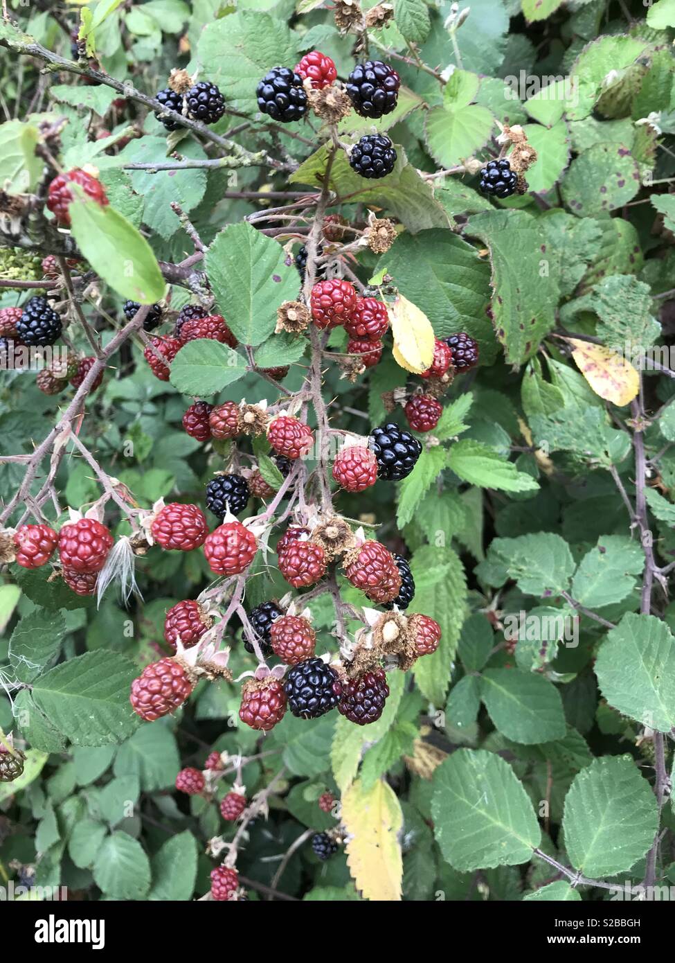 Bramble patch hi-res stock photography and images - Alamy