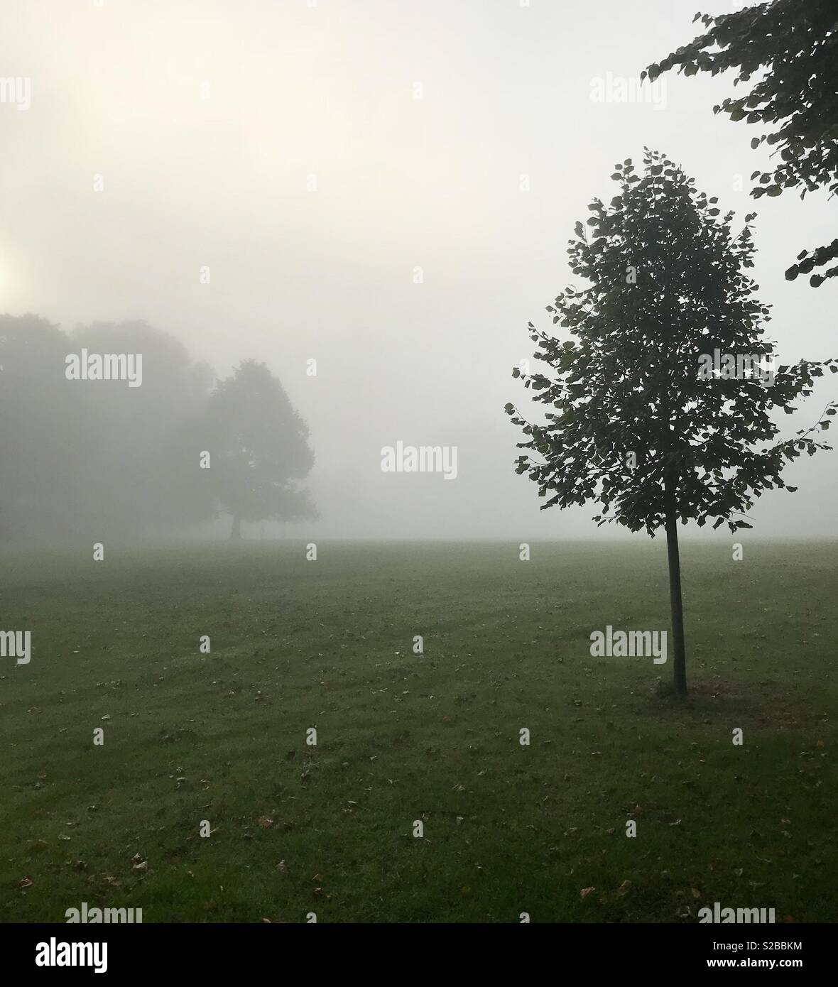 Morning tree mist Stock Photo - Alamy