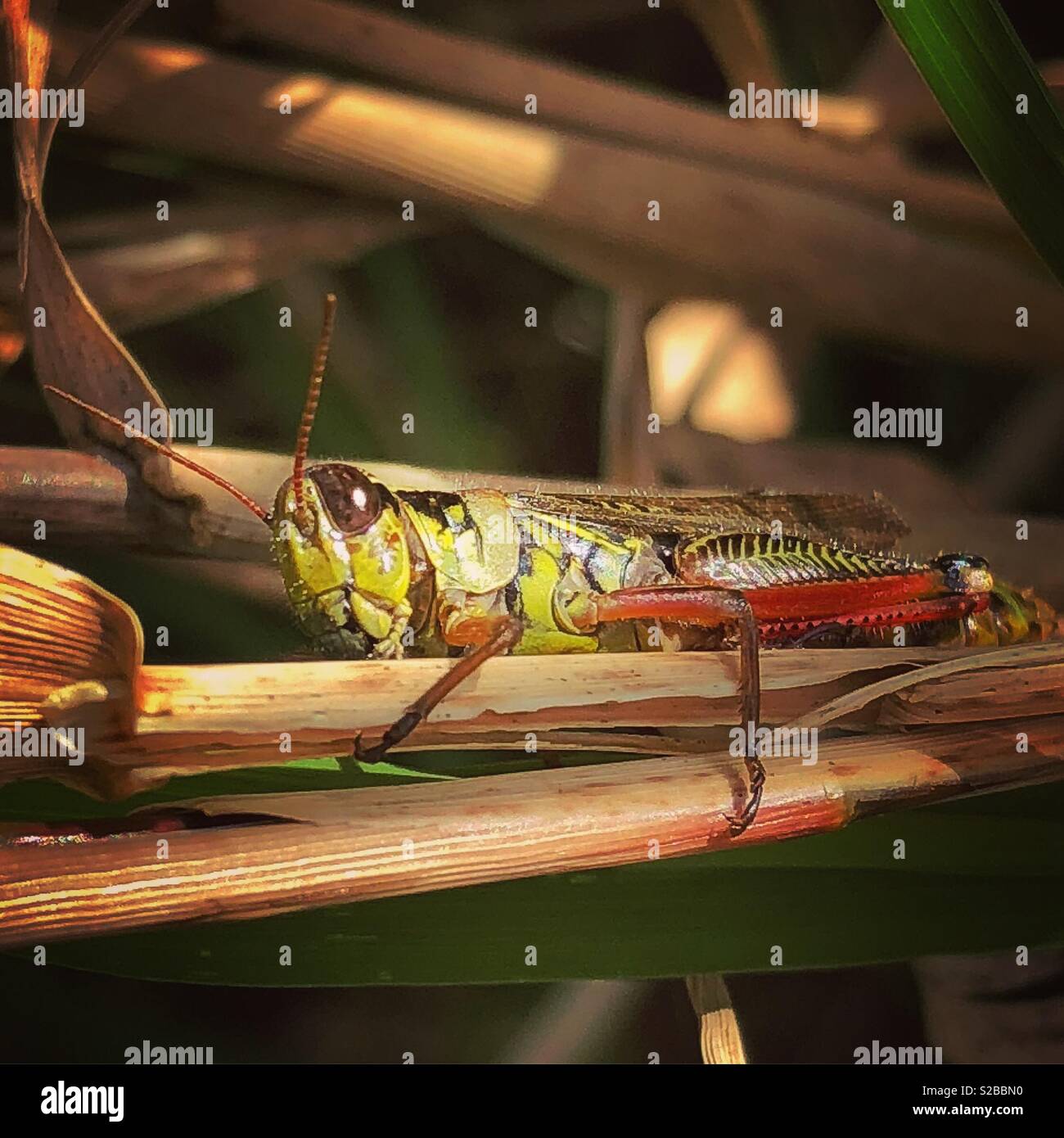 Red Legged Grasshopper Stock Photos & Red Legged Grasshopper Stock ...