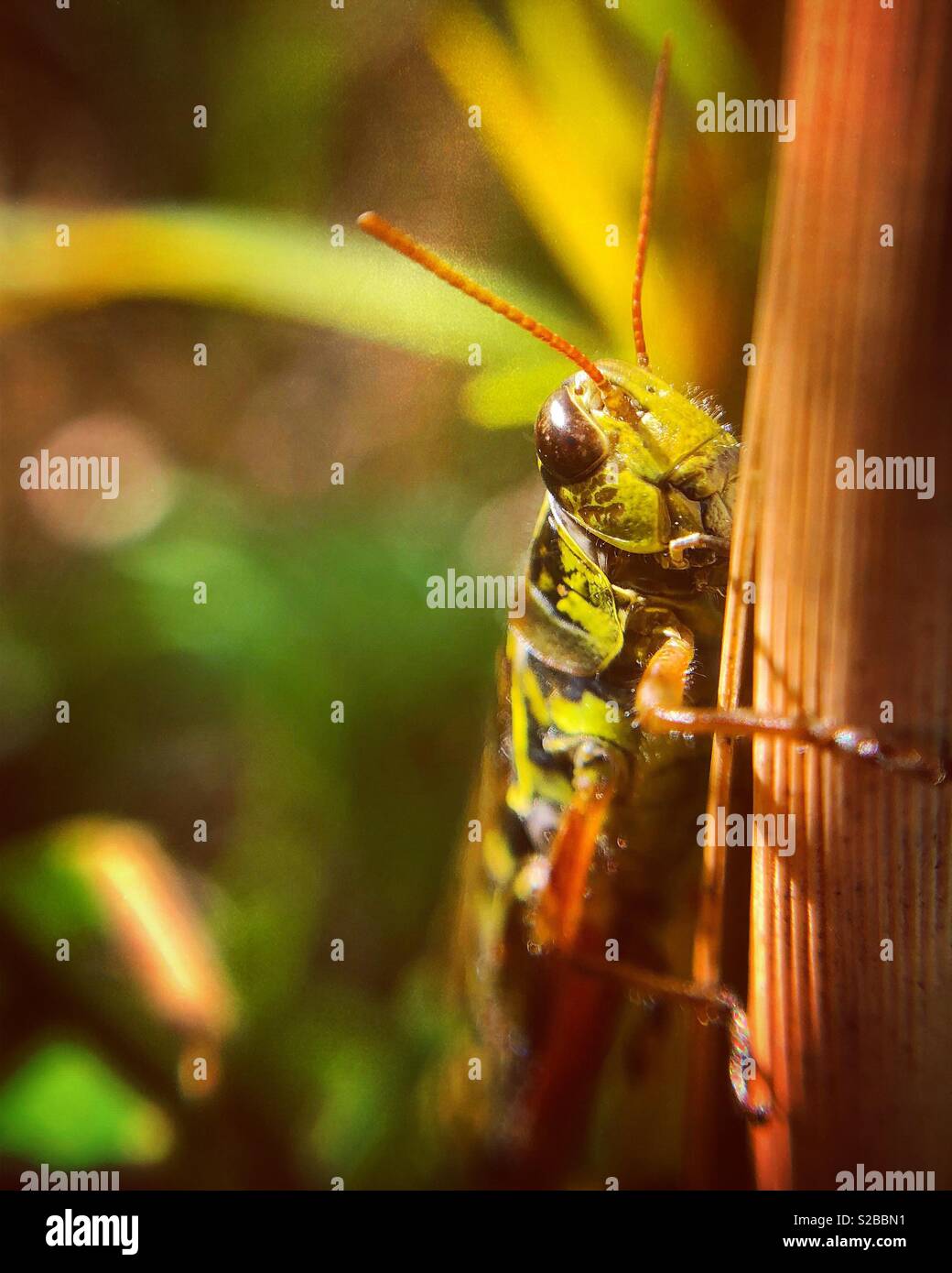 Red legged grasshopper hi-res stock photography and images - Alamy