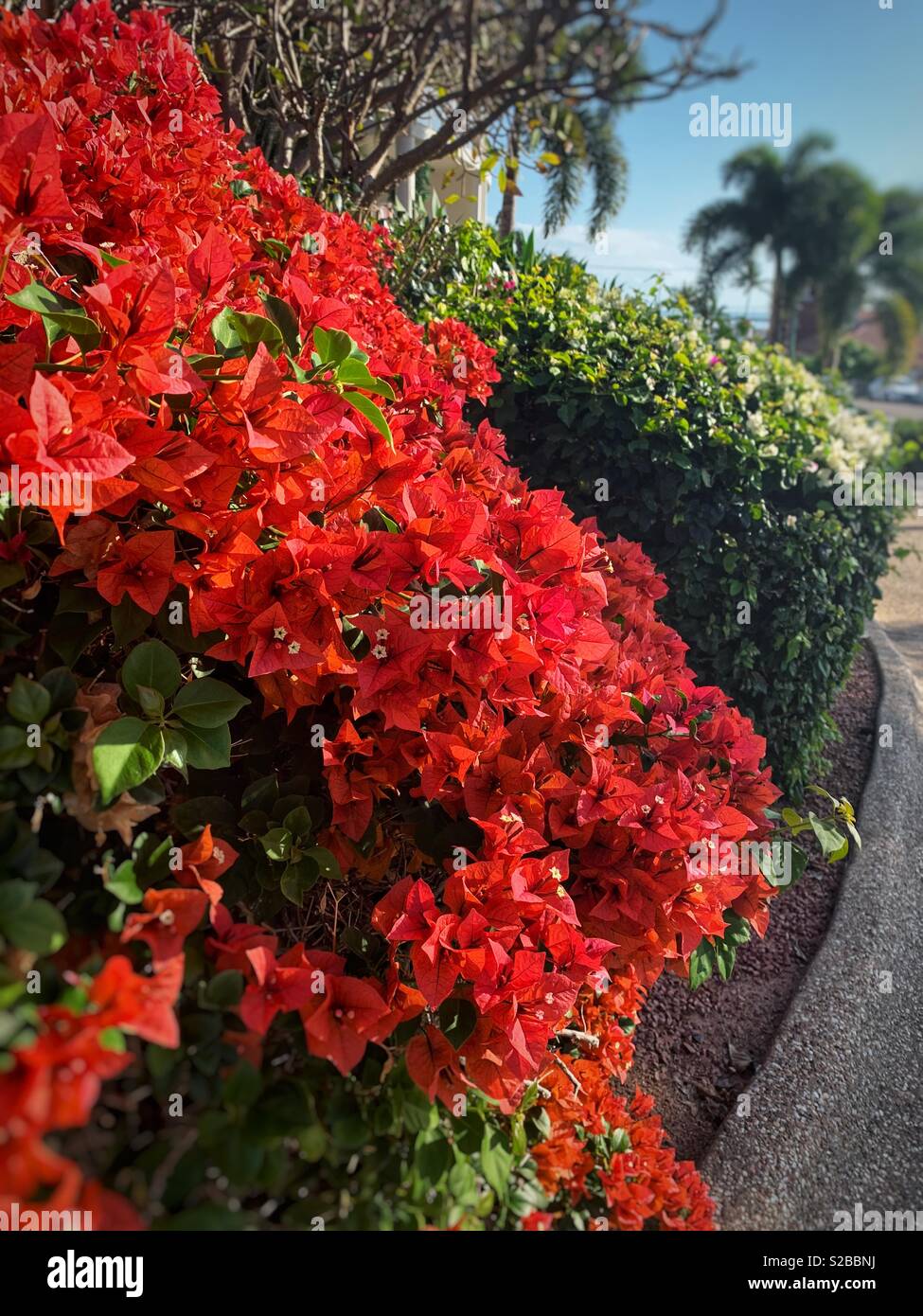 Red flower garden hi-res stock photography and images - Alamy