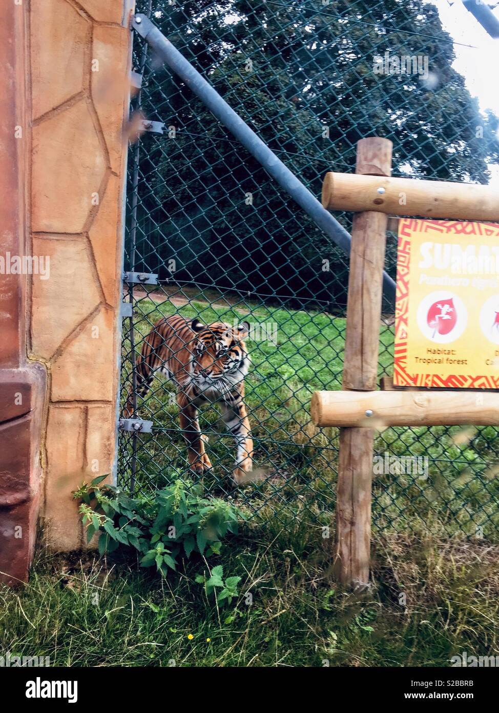 Caged tiger hi-res stock photography and images - Alamy