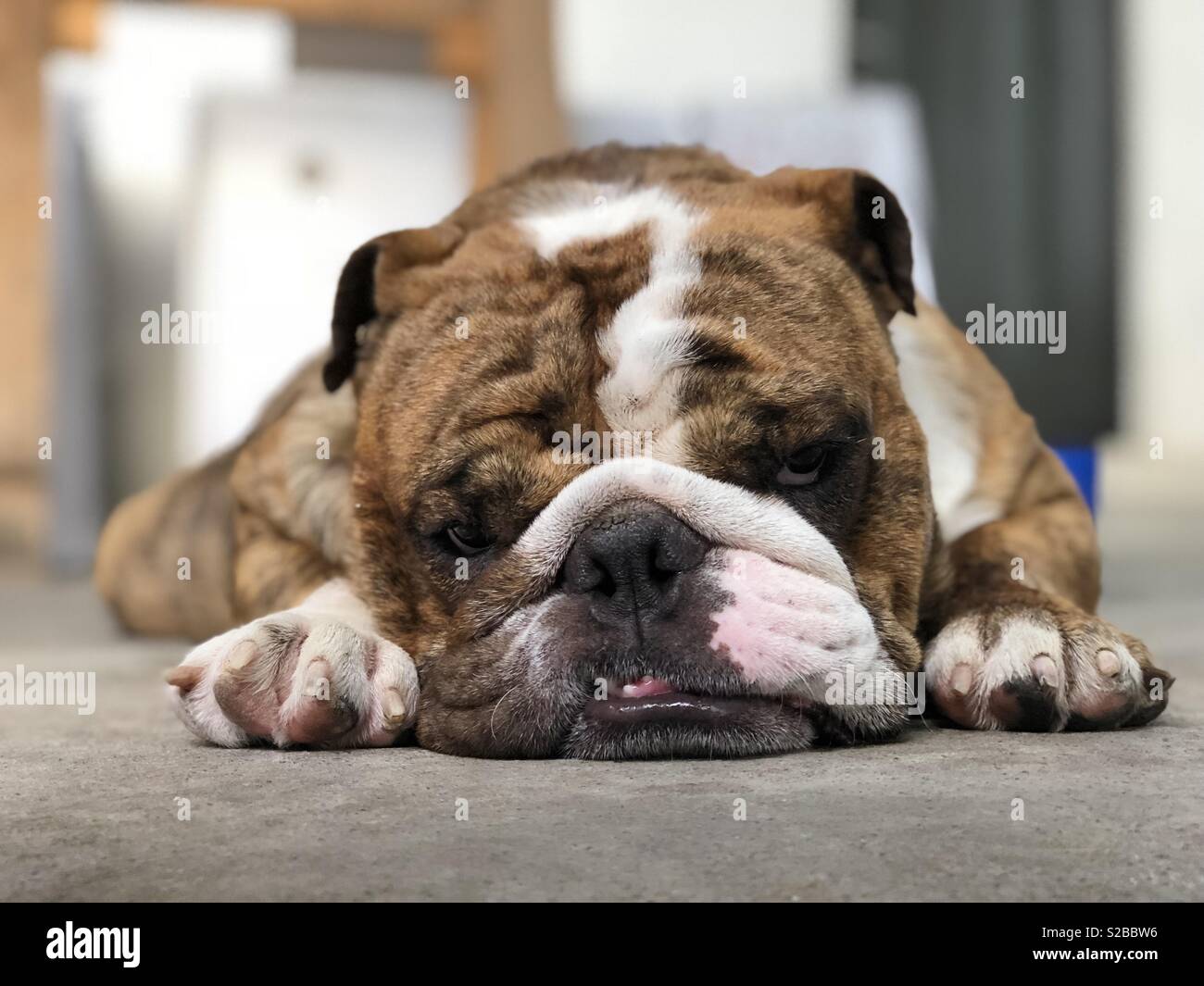 Sleep english bulldog Stock Photo - Alamy