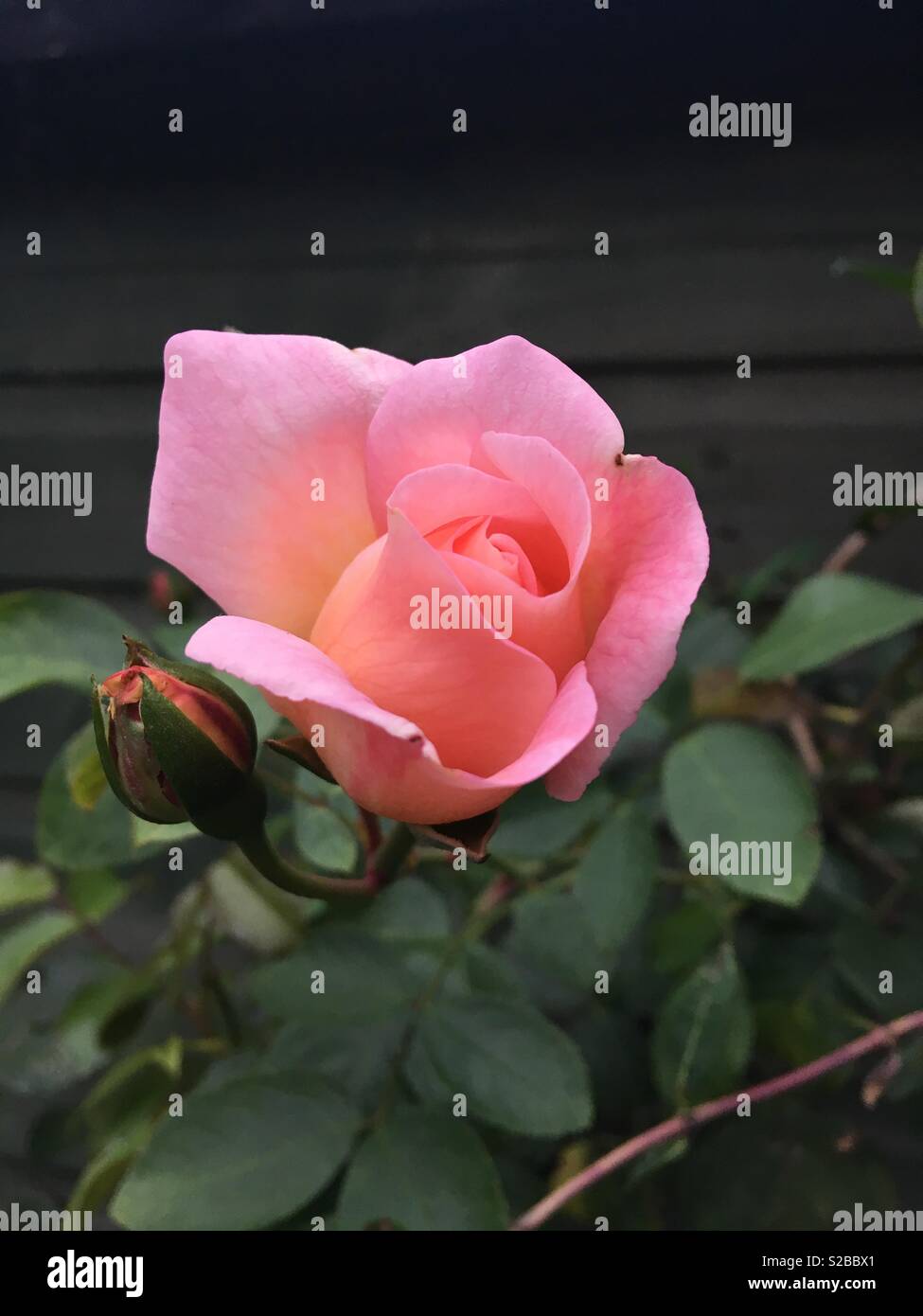 Coming blooming hi-res stock photography and images - Alamy