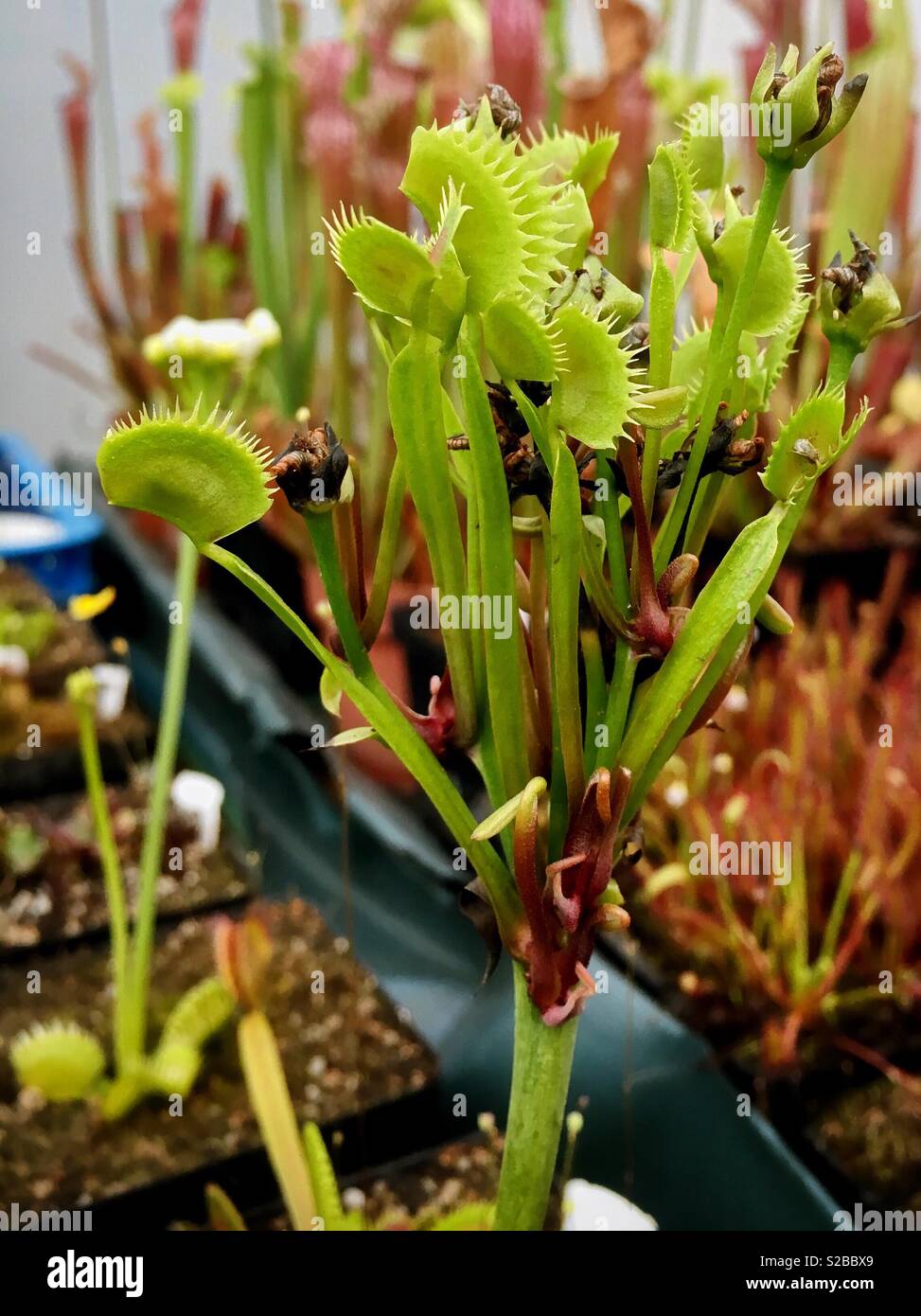 Venus Flytrap Flower Stalk