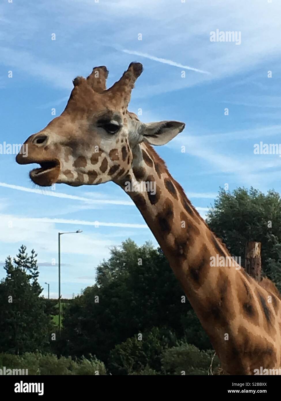 Giraffe big hi-res stock photography and images - Alamy
