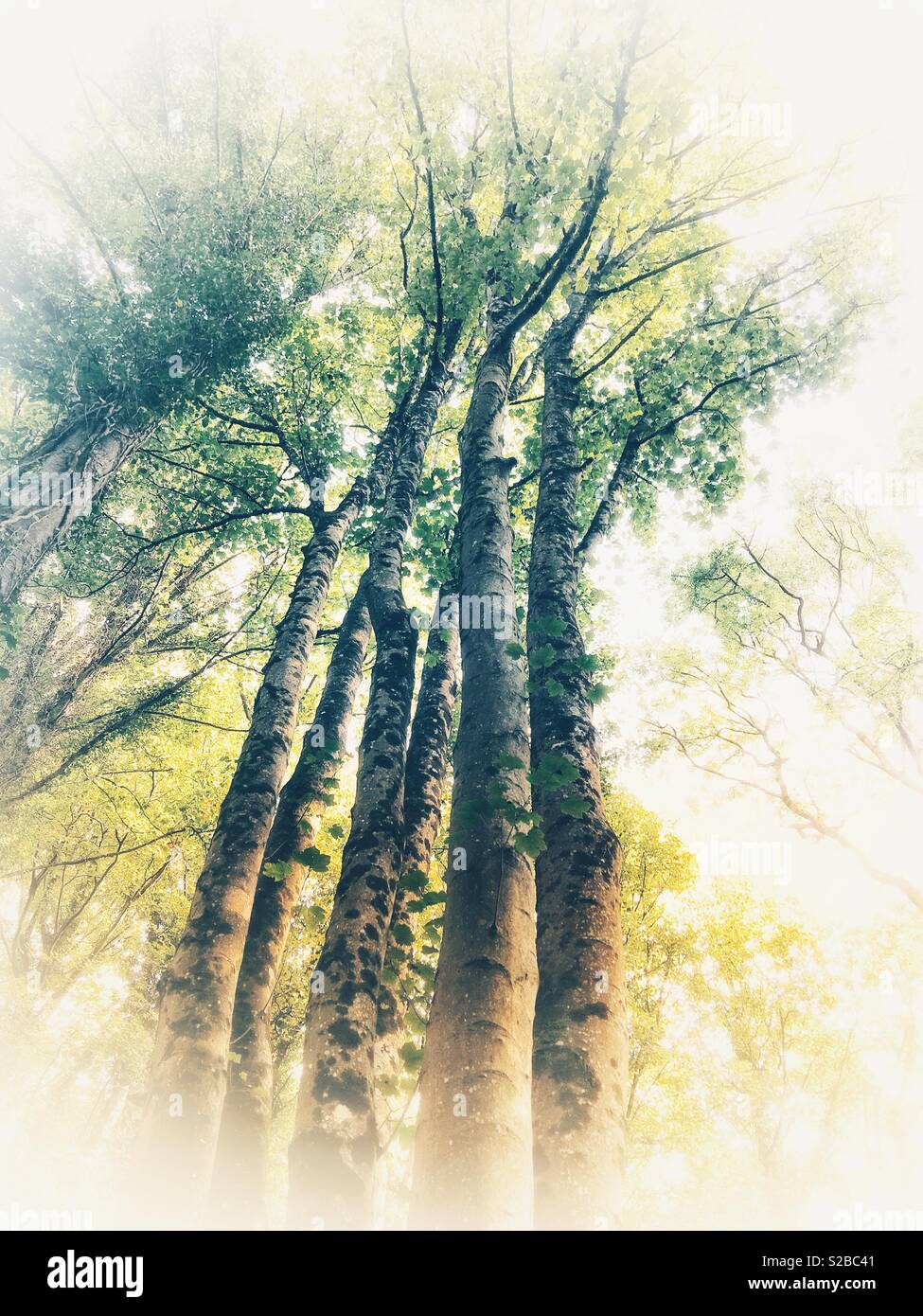 Trees looking up leaves hi-res stock photography and images - Alamy
