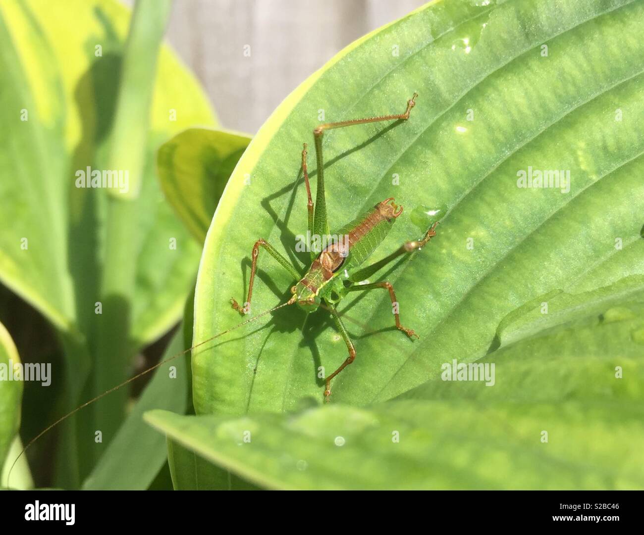Grasshopper Legs High Resolution Stock Photography and Images - Alamy