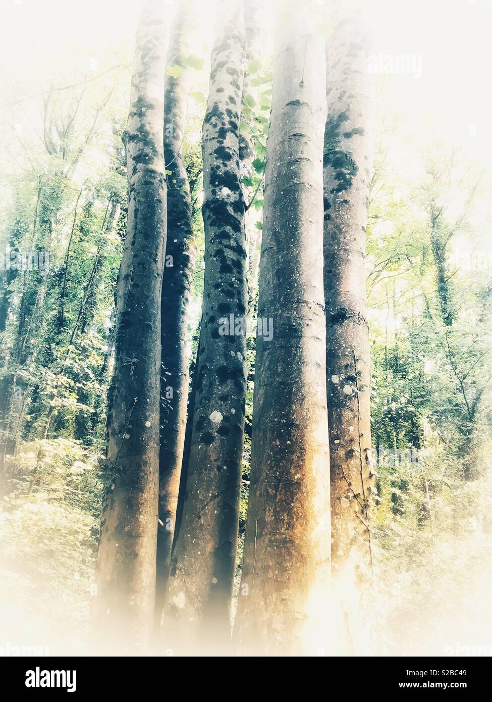 Tall trunks hi-res stock photography and images - Alamy