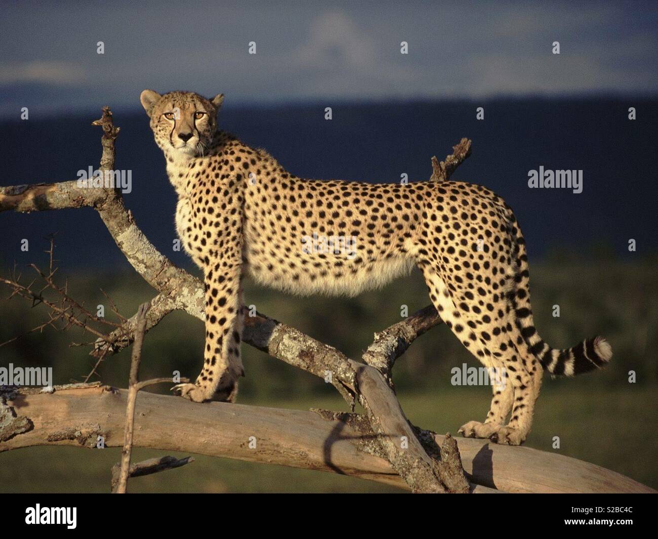 Beautiful female cheetah Stock Photo - Alamy