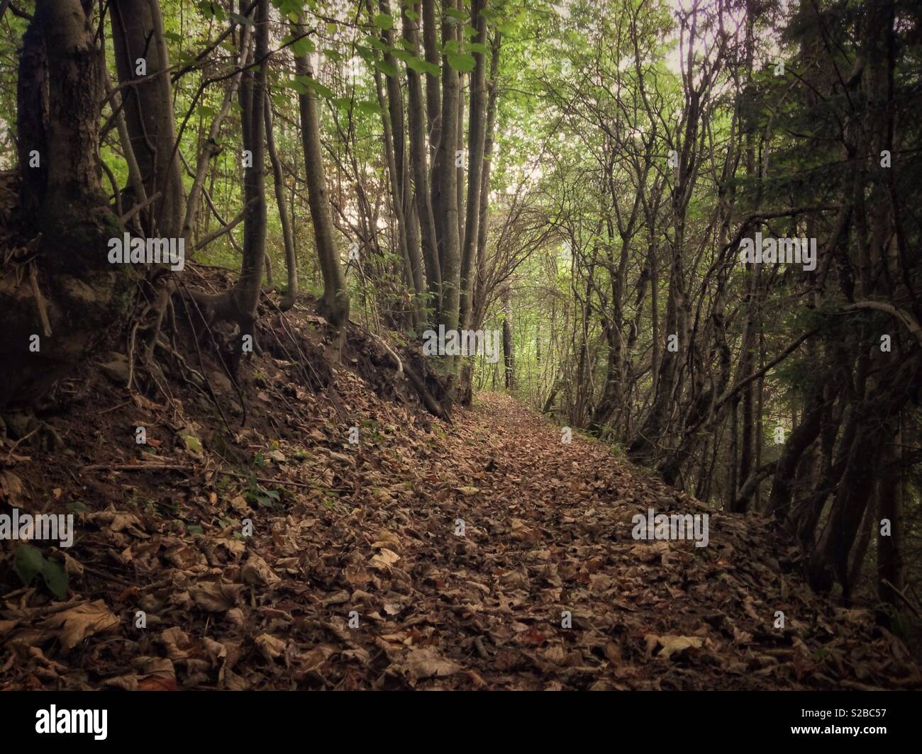 Autumn forest path foggy hi-res stock photography and images - Alamy