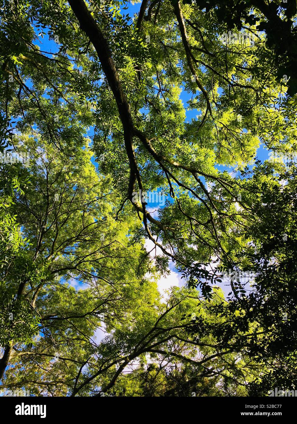 Blue sky through tree branches and leaves. Autumn sunshine with green ...