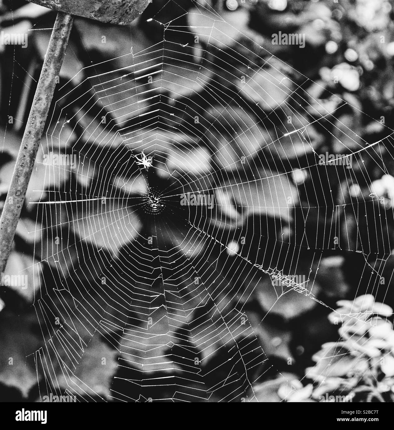 Spider at home b/w Stock Photo - Alamy