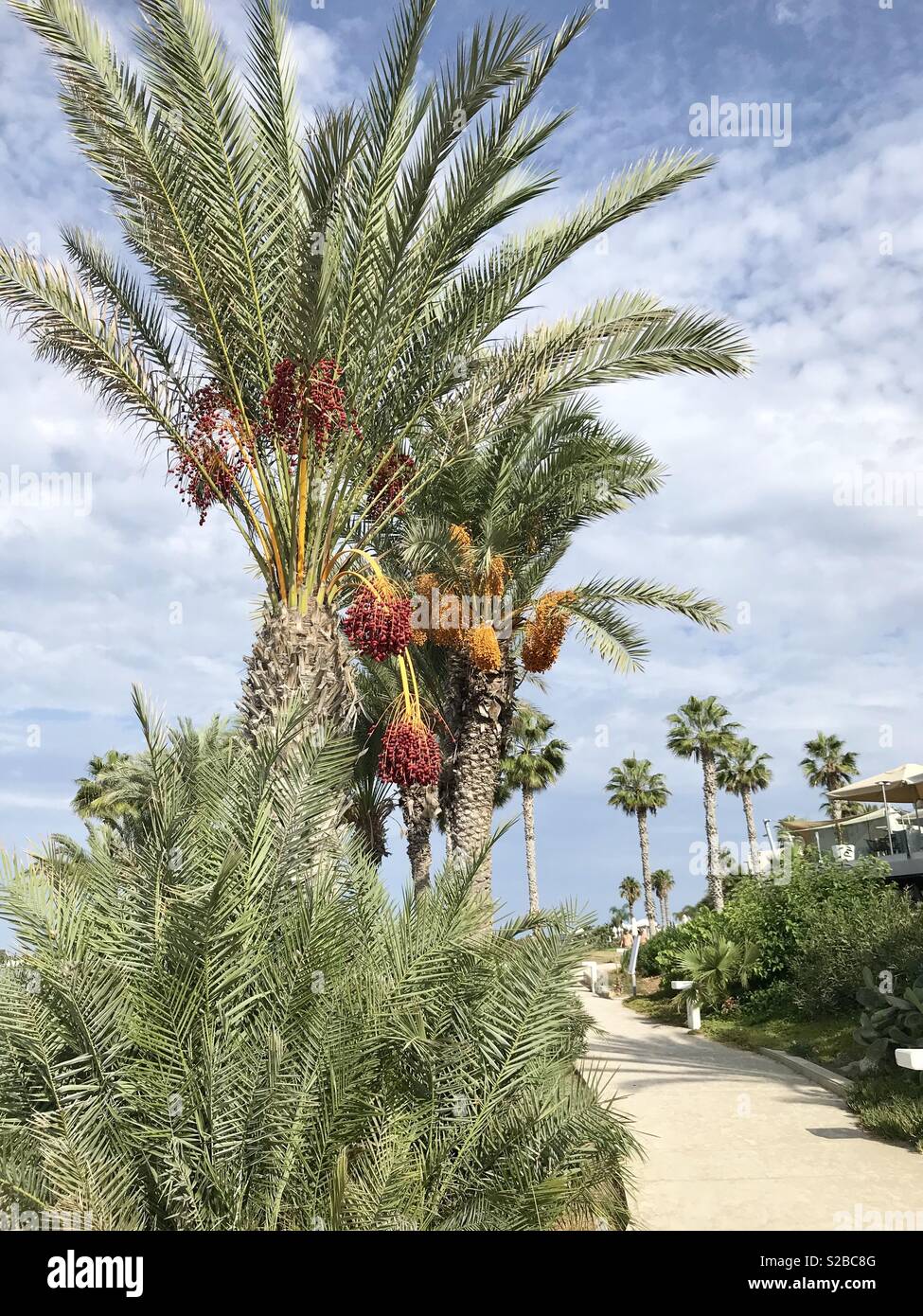 Palm tree paphos beach promenade Stock Photo - Alamy