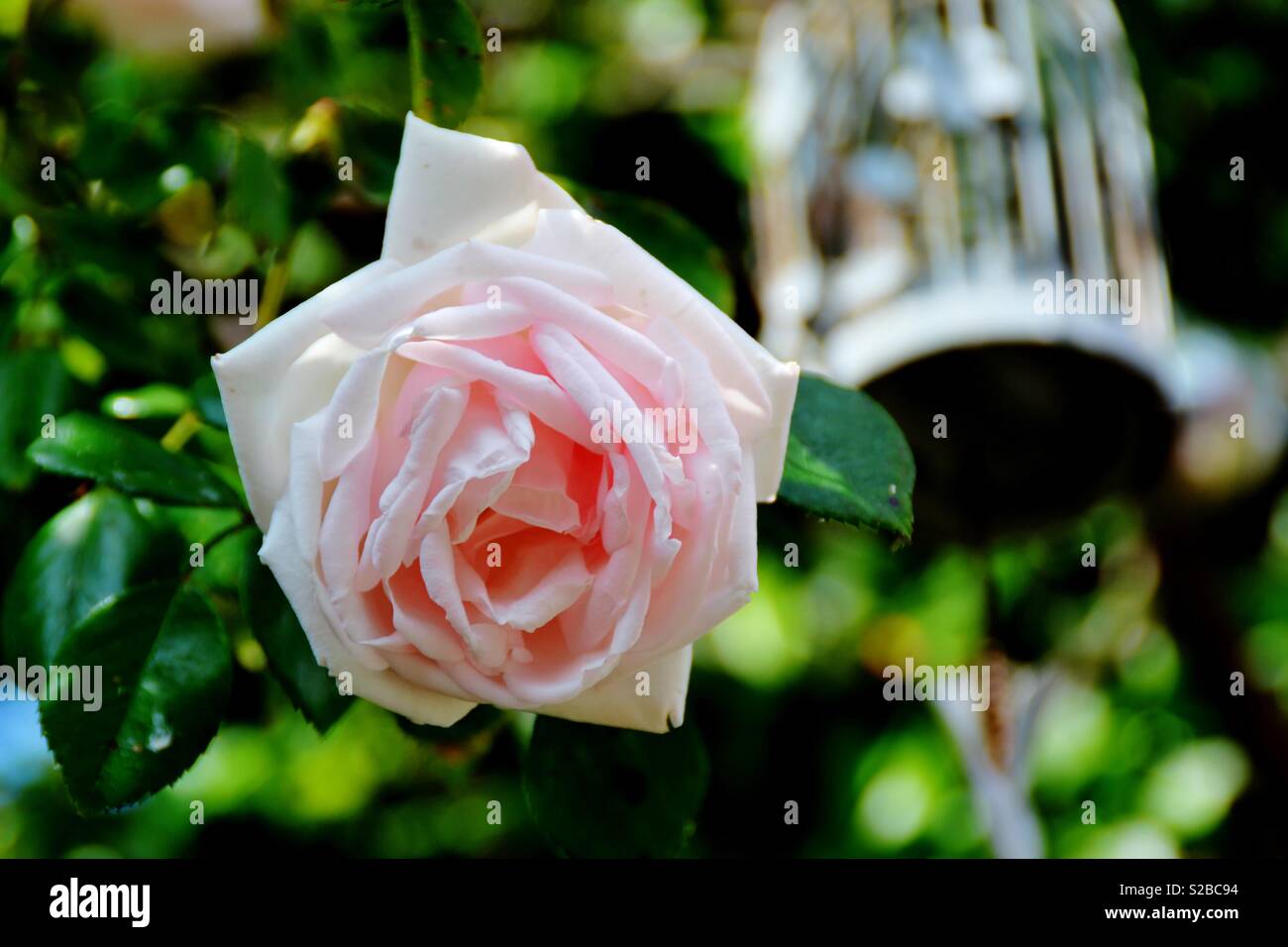 Rose Pink Bird Stock Photos & Rose Pink Bird Stock Images - Alamy