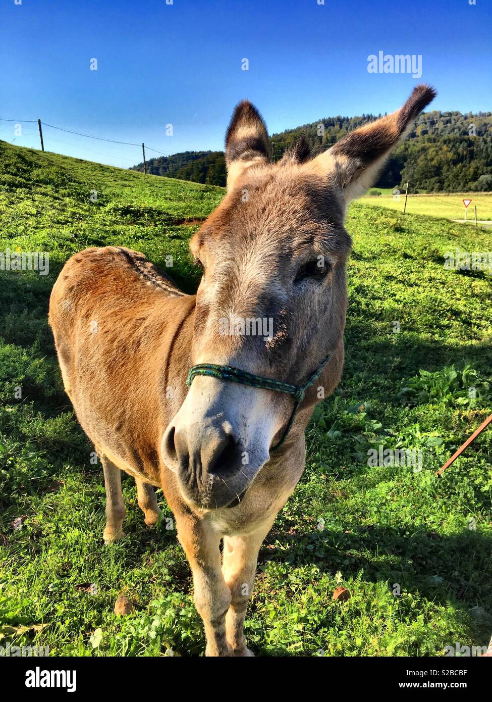 Donky hi-res stock photography and images - Alamy