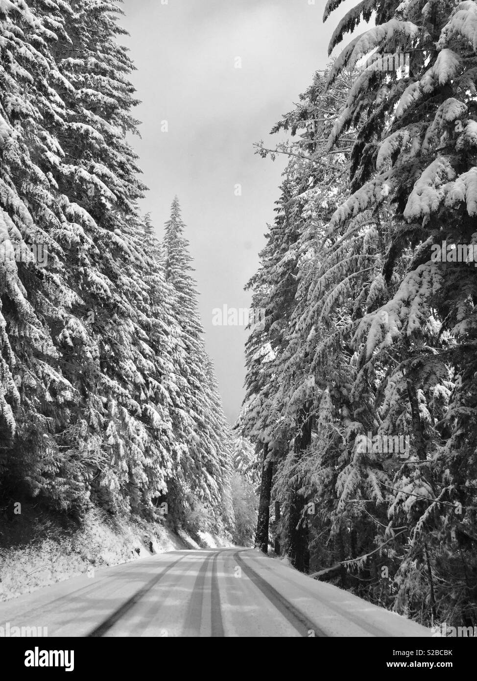Snow covered road between snow capped pine trees, Mount Rainier ...