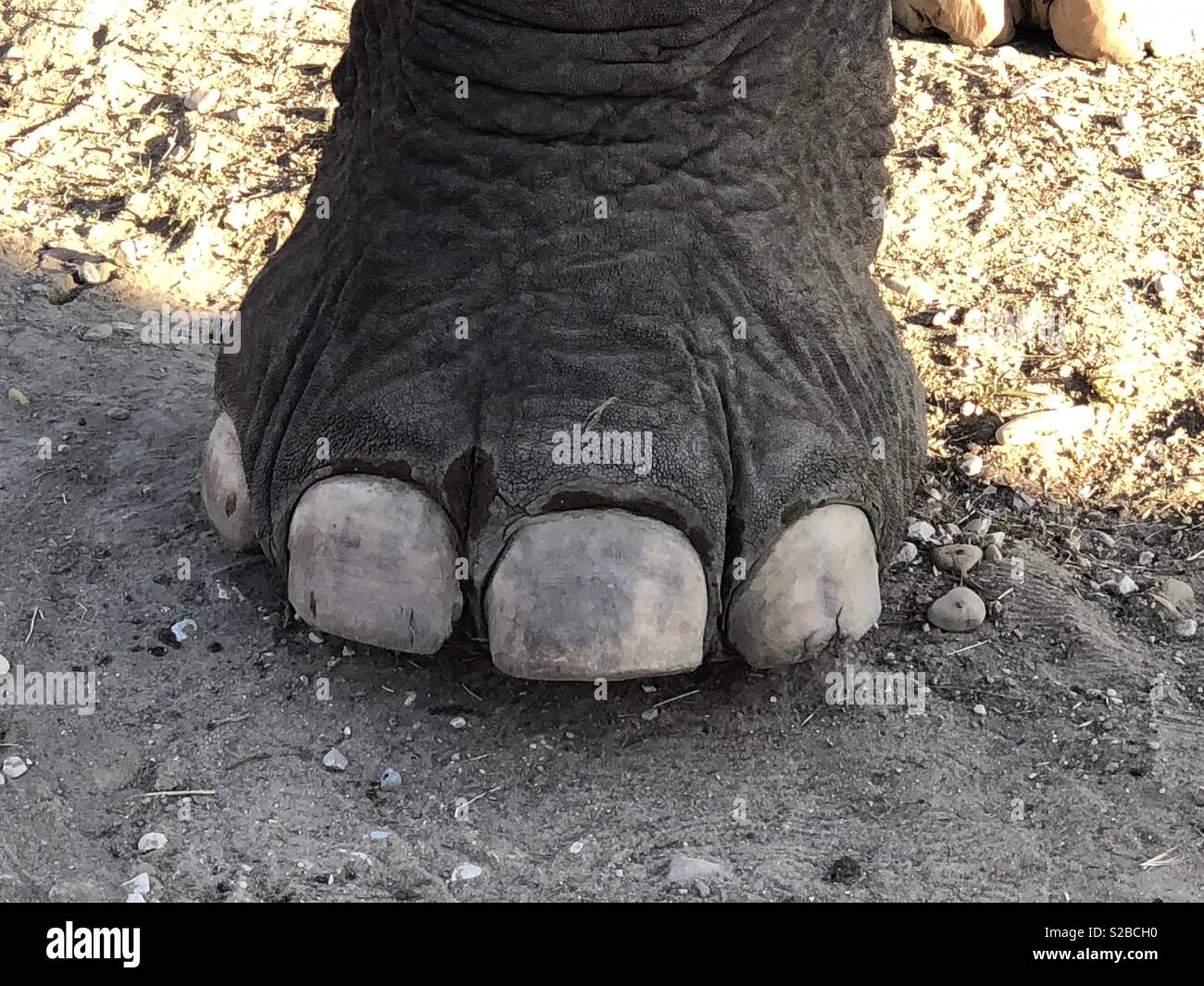 Elephant paw hi-res stock photography and images - Alamy