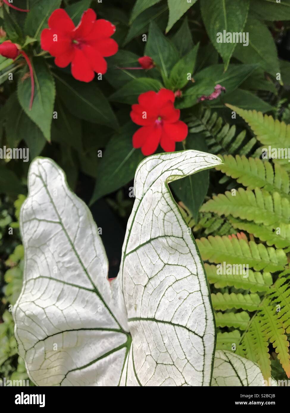Caladium plant flower hi-res stock photography and images - Alamy