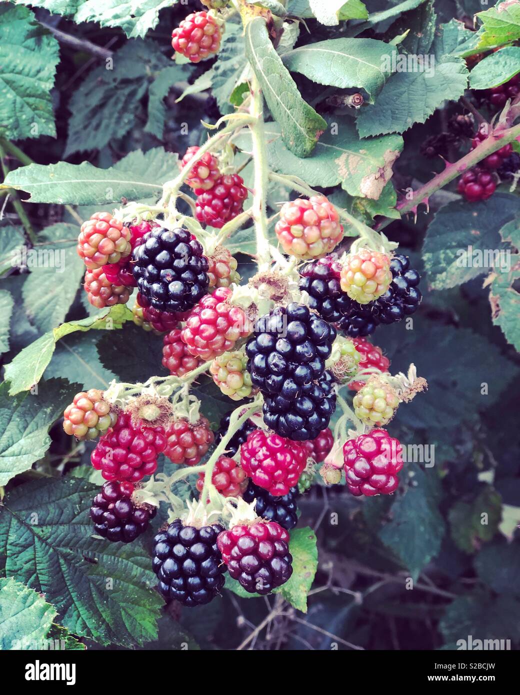 Berry Burst High Resolution Stock Photography and Images - Alamy