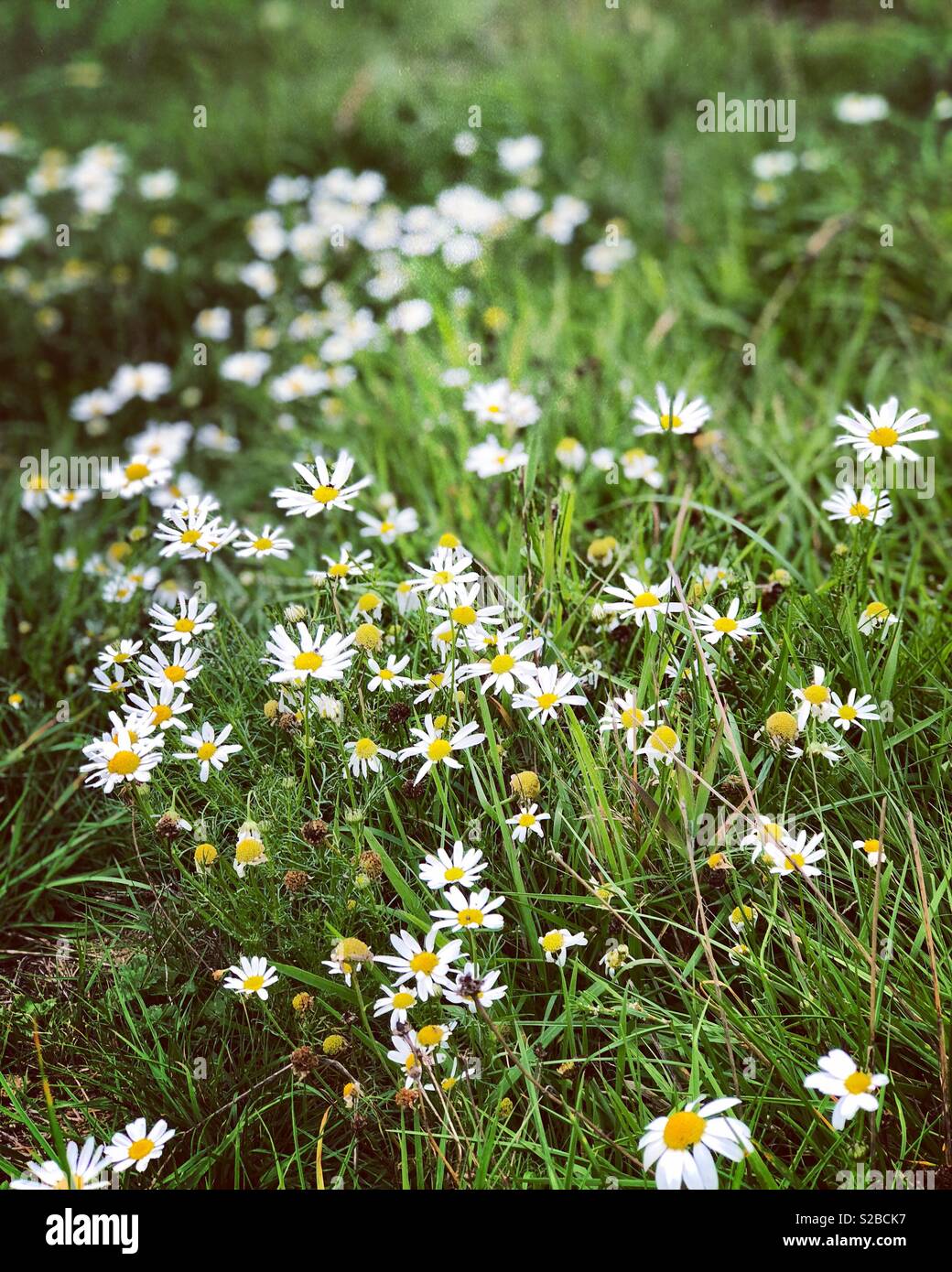 Dreaming daisy hi-res stock photography and images - Alamy