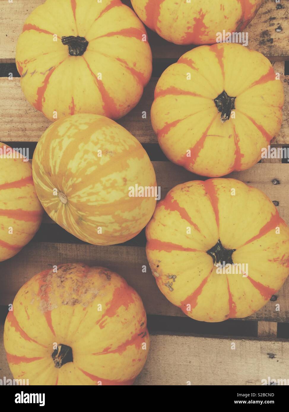 Yellow pumpkins hi-res stock photography and images - Alamy
