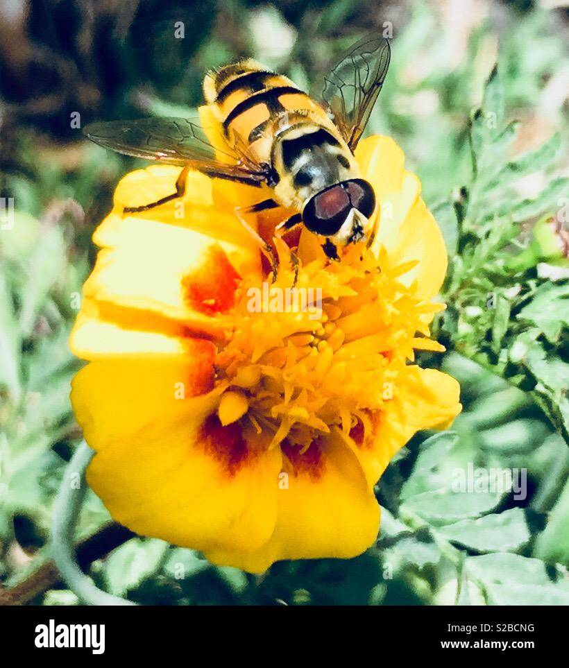 Hover bee hi-res stock photography and images - Alamy