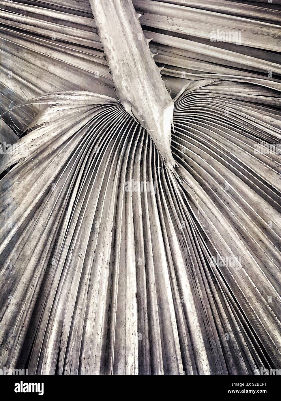Monotone treatment of dead palm frond patterns Stock Photo - Alamy