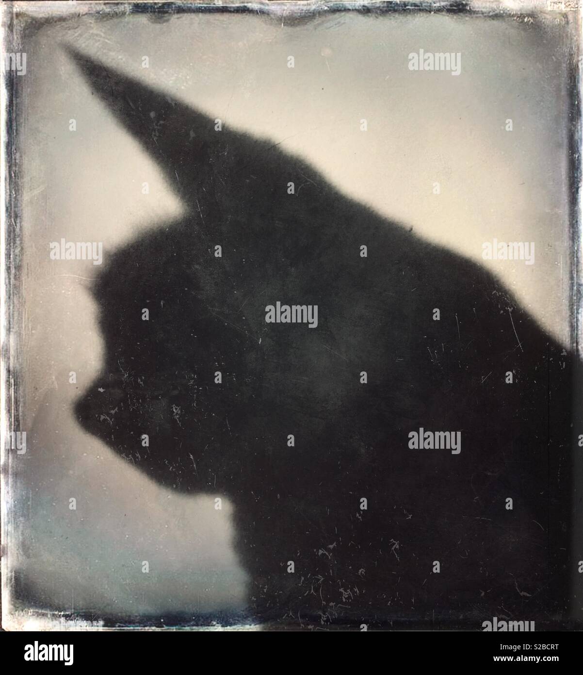 Closeup of black shadow of cat attentively watching and paying ...