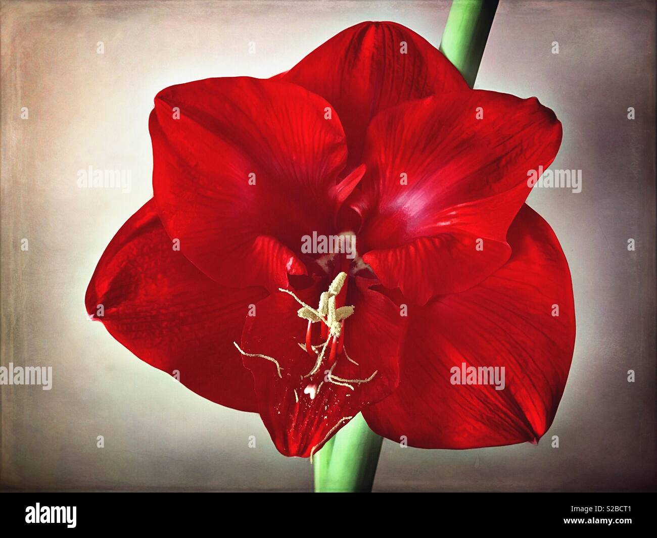 Closeup of brilliant Red Lion amaryllis in full bloom Stock Photo - Alamy
