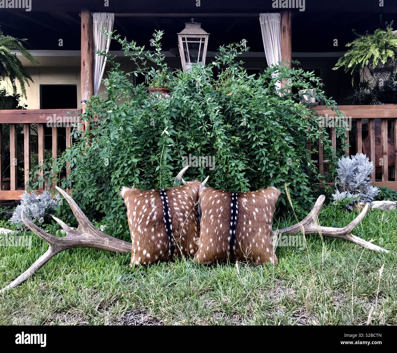 Axis hide pillow hi-res stock photography and images - Alamy