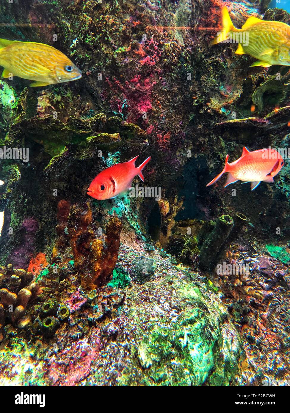 Red and yellow fish hi-res stock photography and images - Alamy