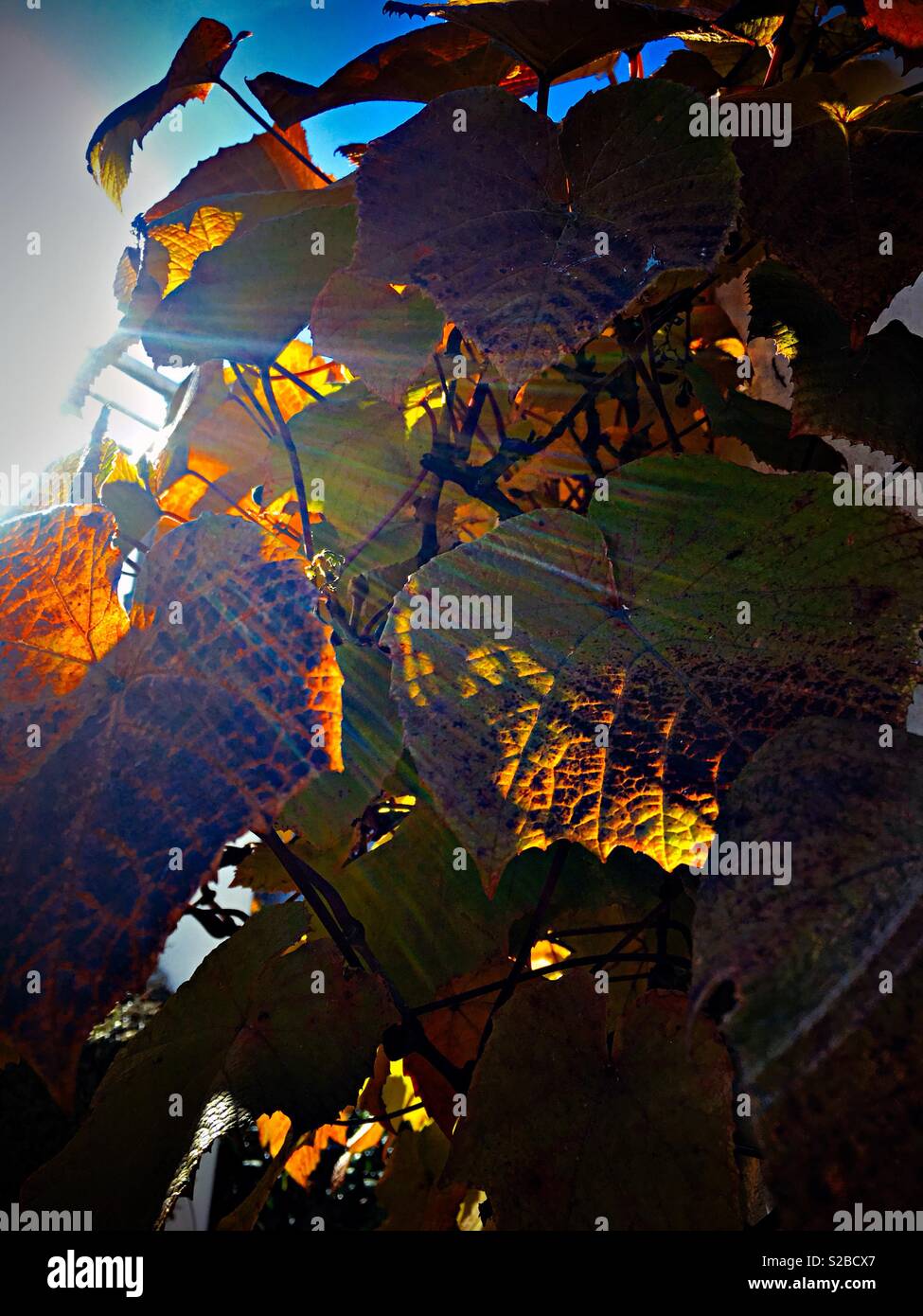 Sun rays shining through leaves Stock Photo - Alamy