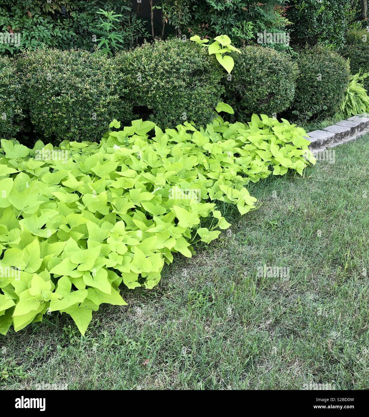 Shades Of Greens High Resolution Stock Photography and Images - Alamy