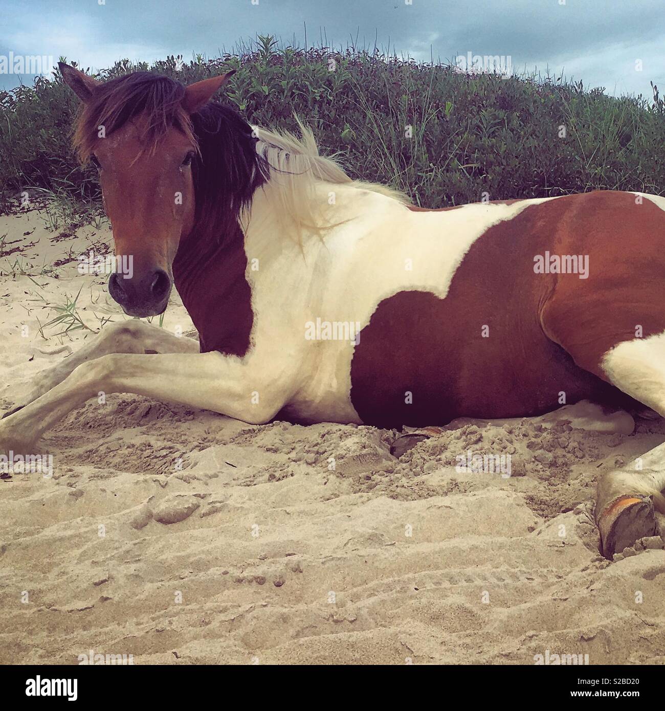 Pony island hi-res stock photography and images - Alamy