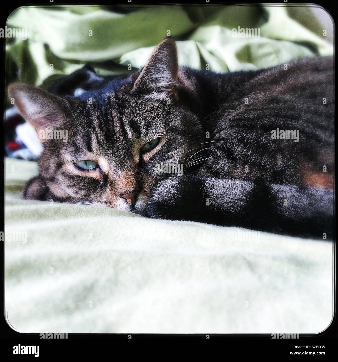 My tabby cat resting on bed at home Stock Photo - Alamy