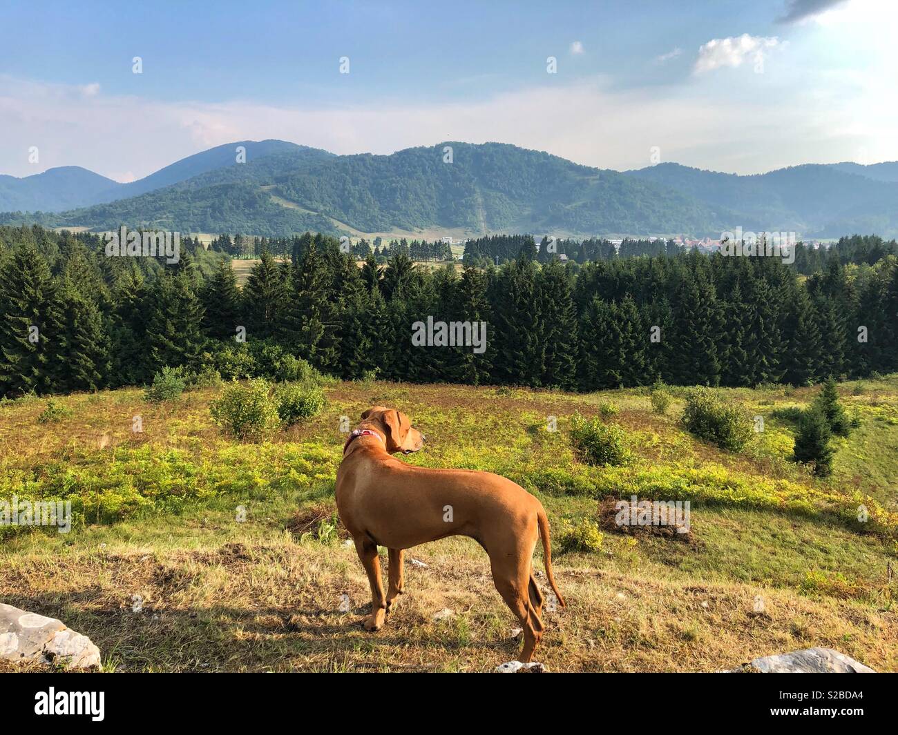 Animal view hi-res stock photography and images - Alamy