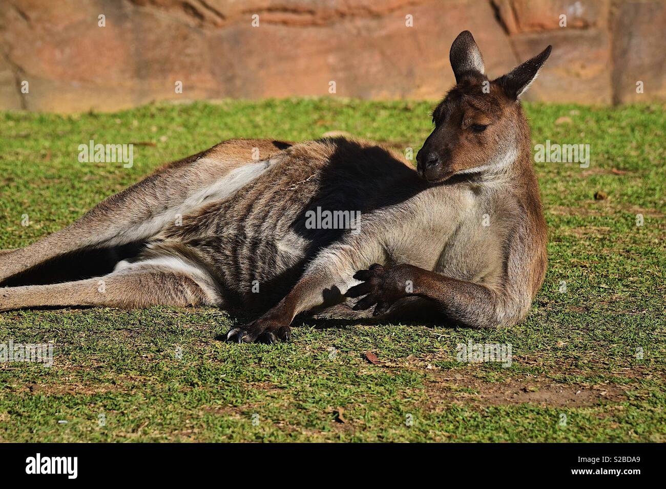 Native Australian kangaroo Stock Photo - Alamy