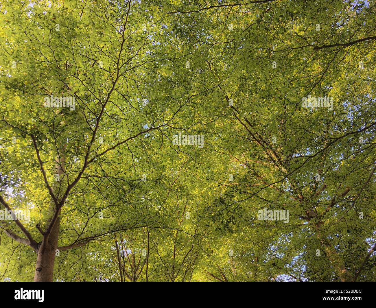 Terminalia trees hi-res stock photography and images - Alamy