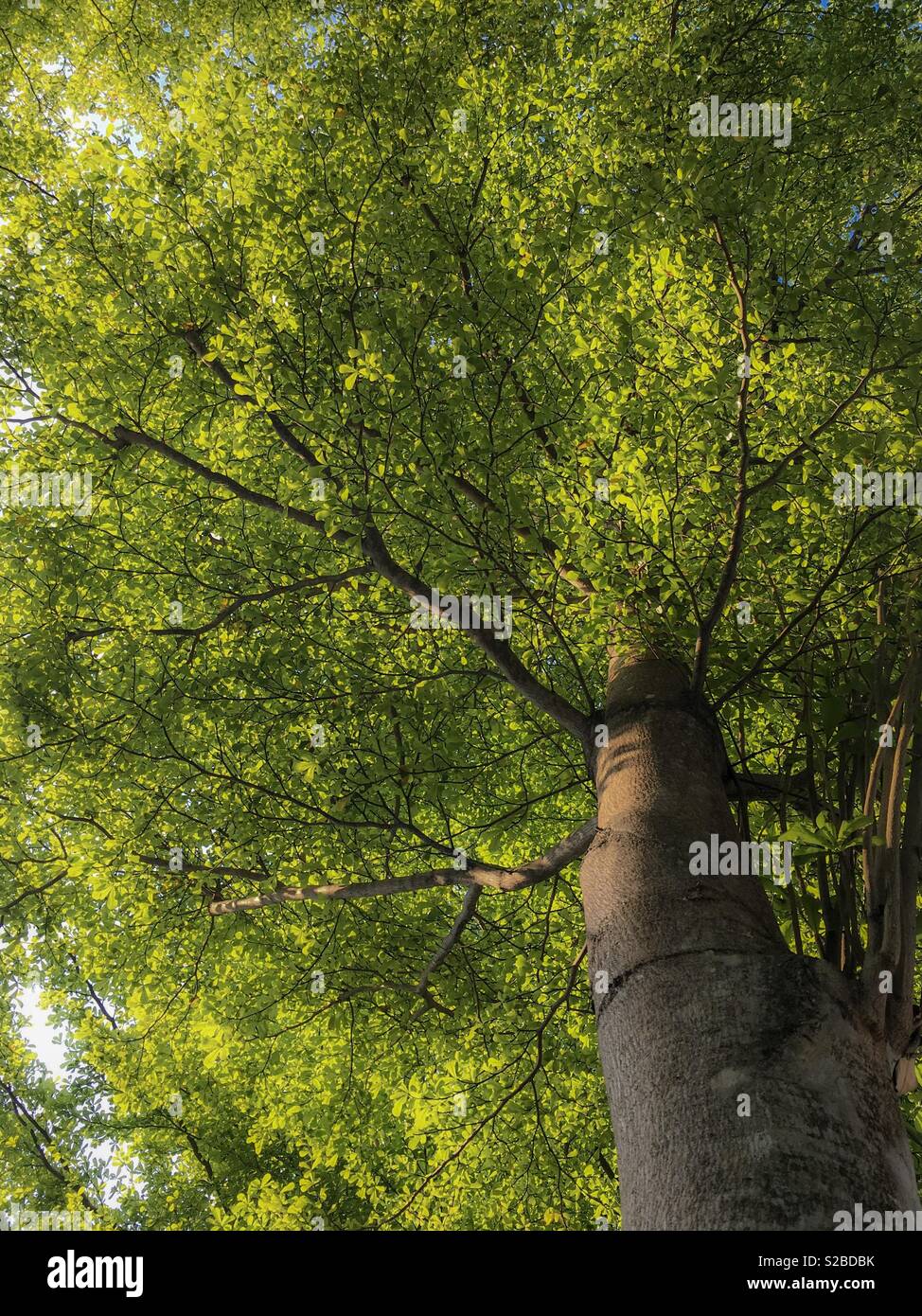 Ivory coast almond tree hi-res stock photography and images - Alamy