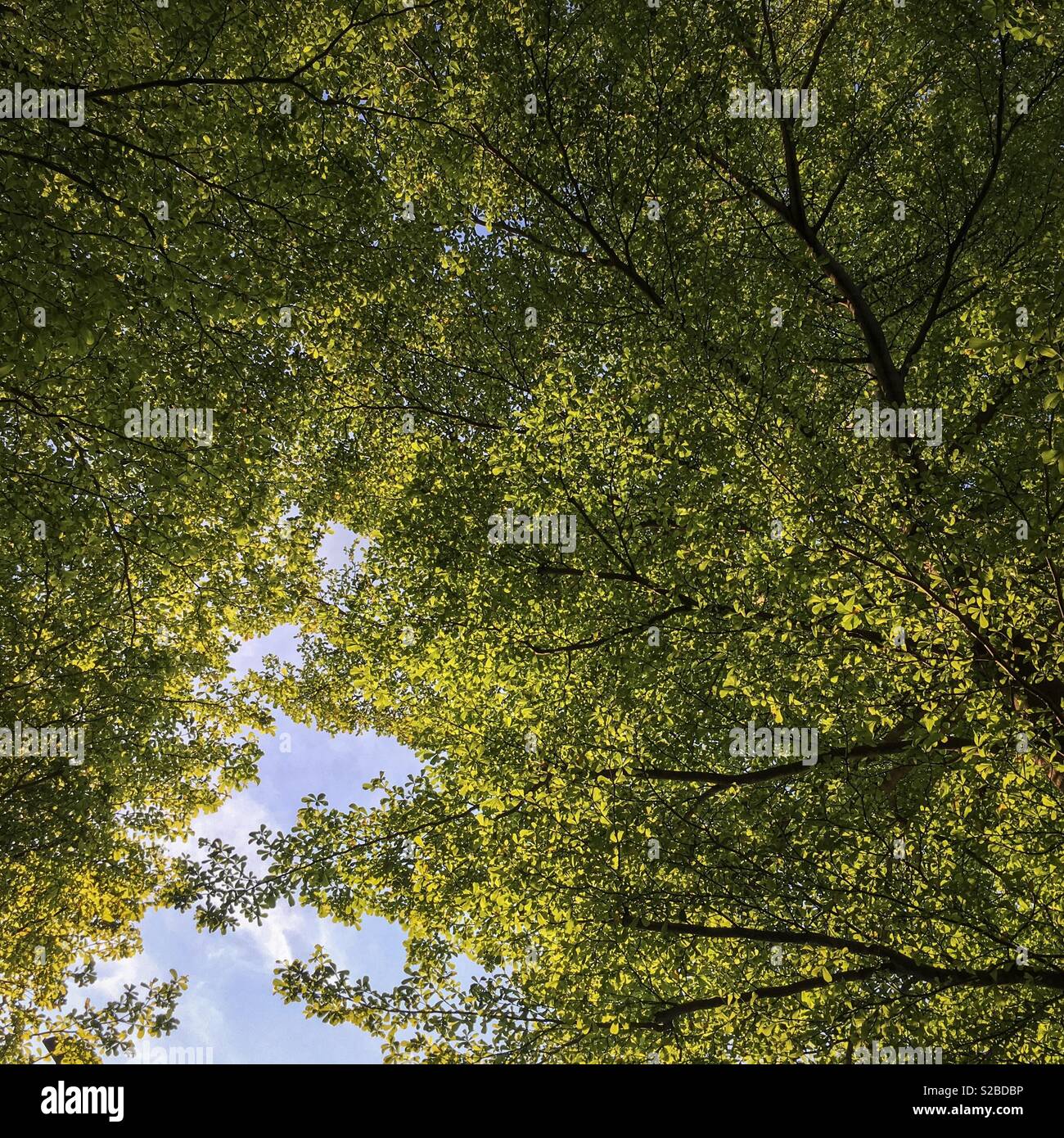 Terminalia Trees High Resolution Stock Photography and Images - Alamy
