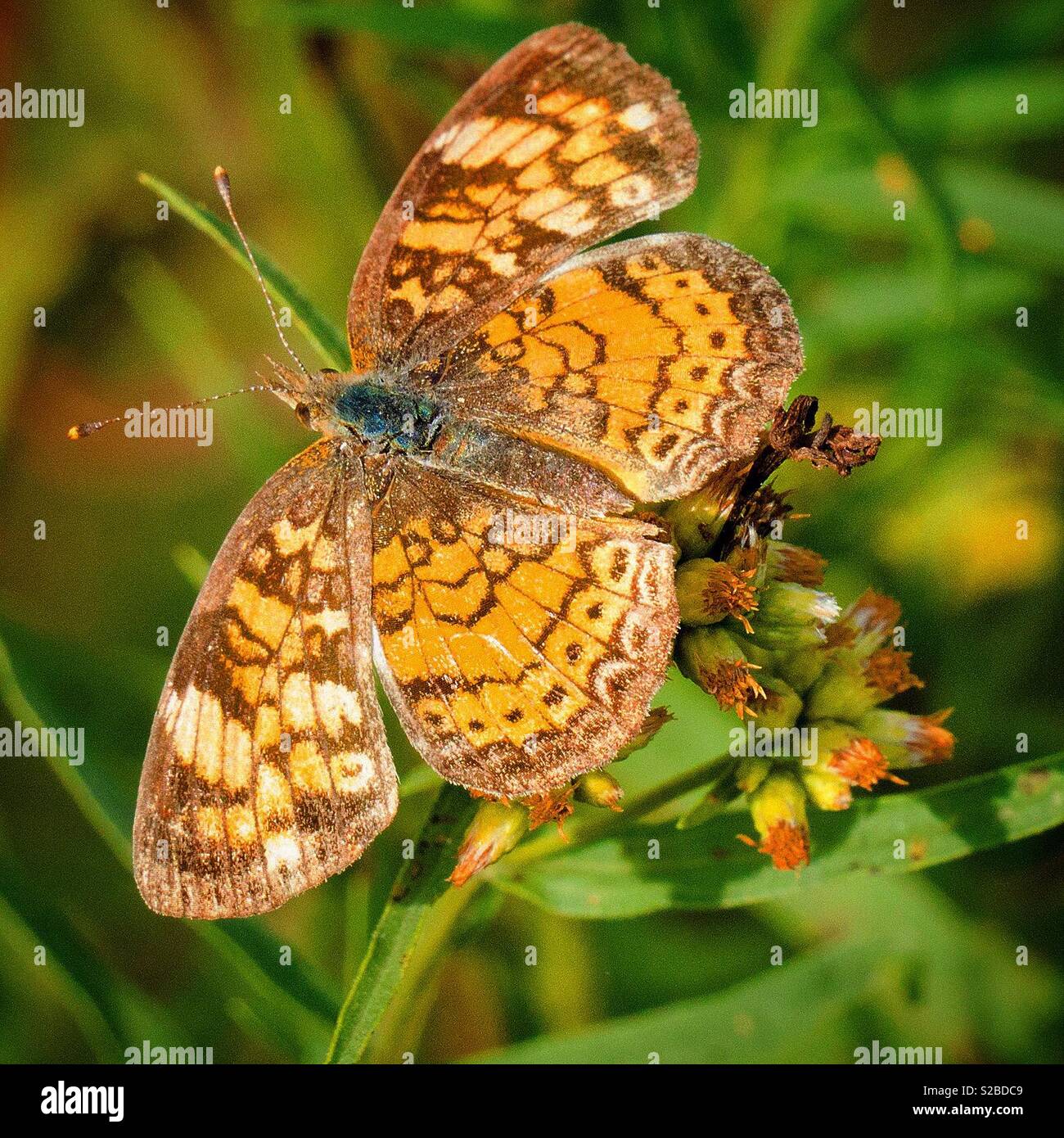 Pearl Crescent Butterfly High Resolution Stock Photography and Images ...