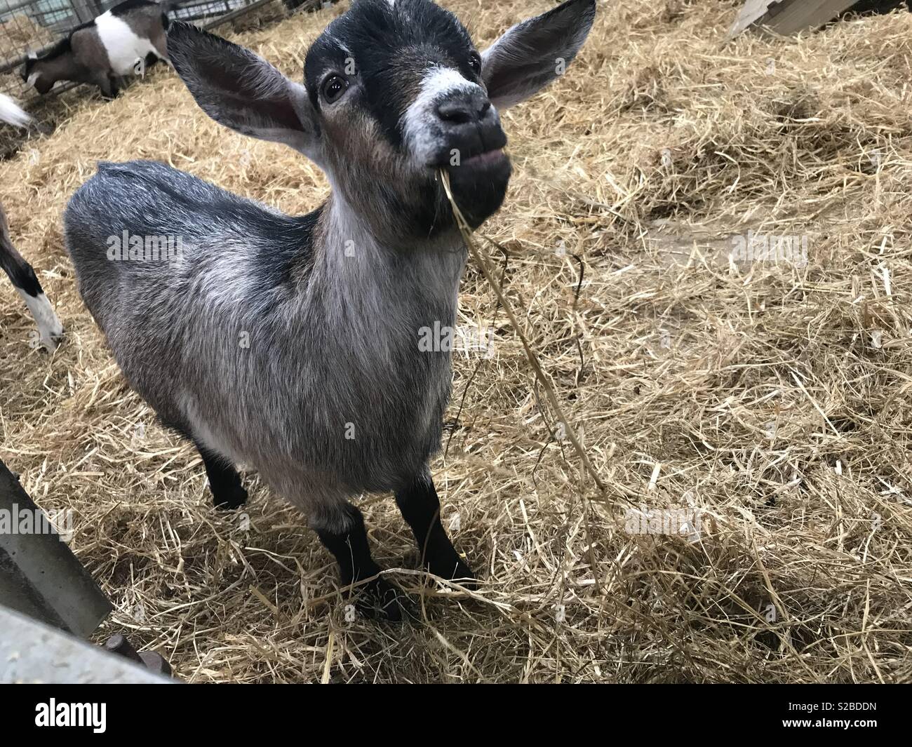 Spaghetti hay hi-res stock photography and images - Alamy